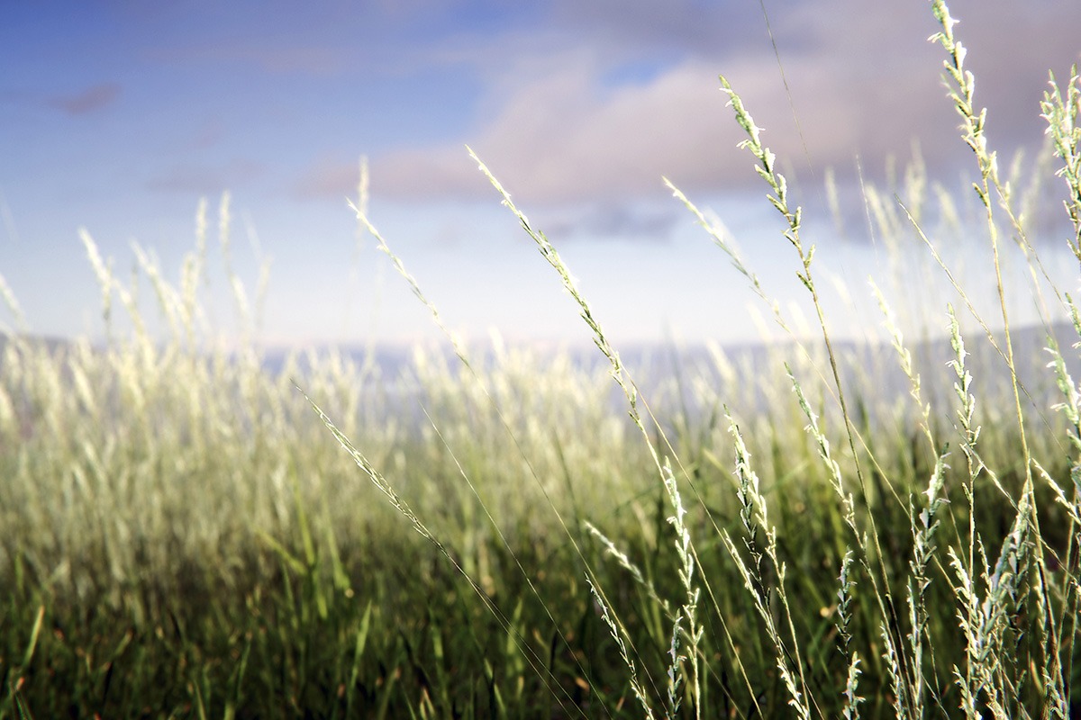 realistic-meadow-blooming-grass